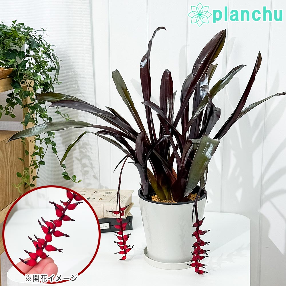 【商品サイズ（約）】 鉢サイズ：直径15cmプラスチック鉢 【科・属名】 パイナップル科エクメア属 【学名】 Aechmea ‘Foster's Favorite’ 【どんな植物？】 エクメア属は熱帯アメリカに約180種が分布するタンクブロ...