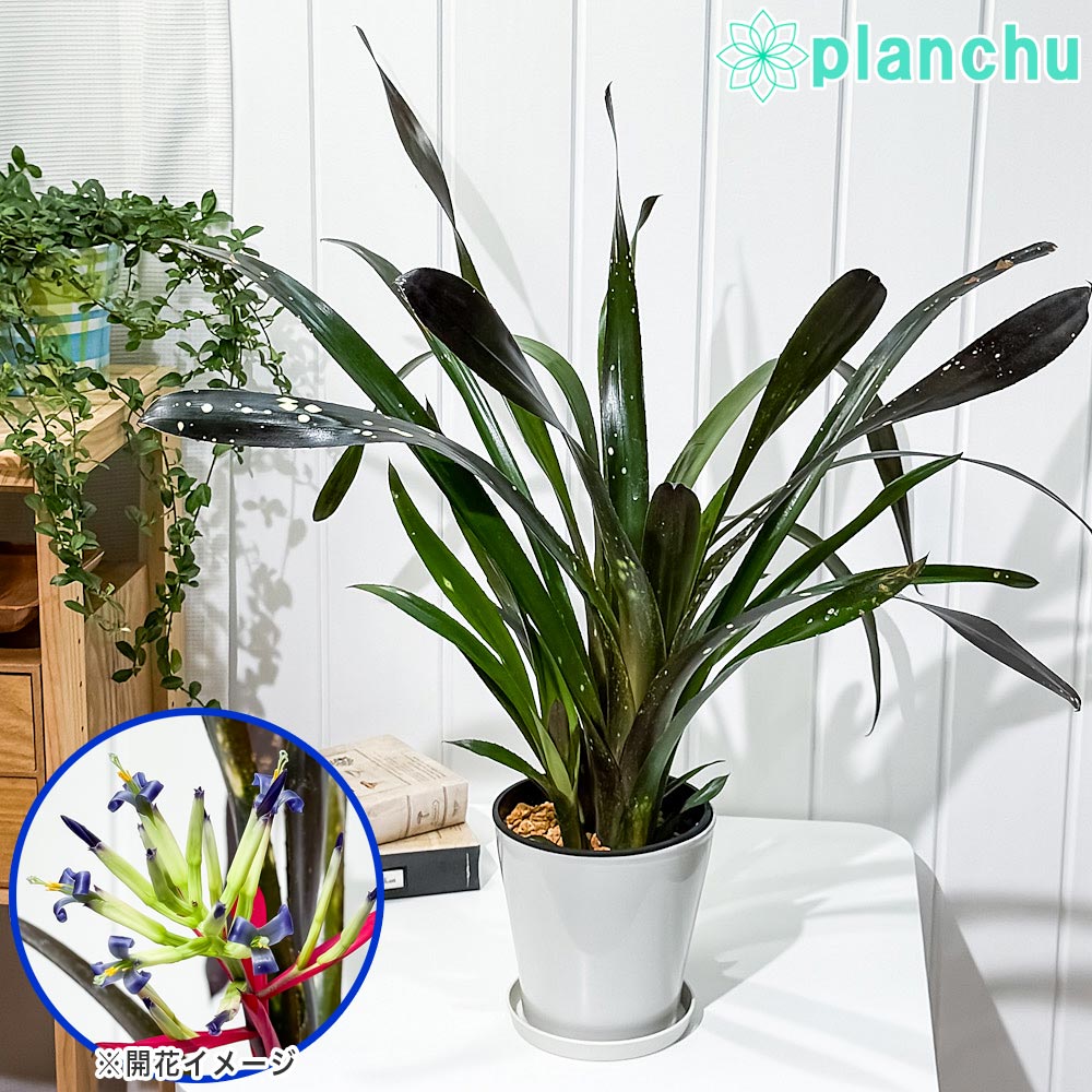 【商品サイズ（約）】 鉢サイズ：直径15cmプラスチック鉢 【科・属名】 パイナップル科ビルベルギア属 【学名】 Billbergia ‘Hallelujah’ 【どんな植物？】 ビルベルギア属はブラジルを中心に熱帯アメリカに分布する、主に...