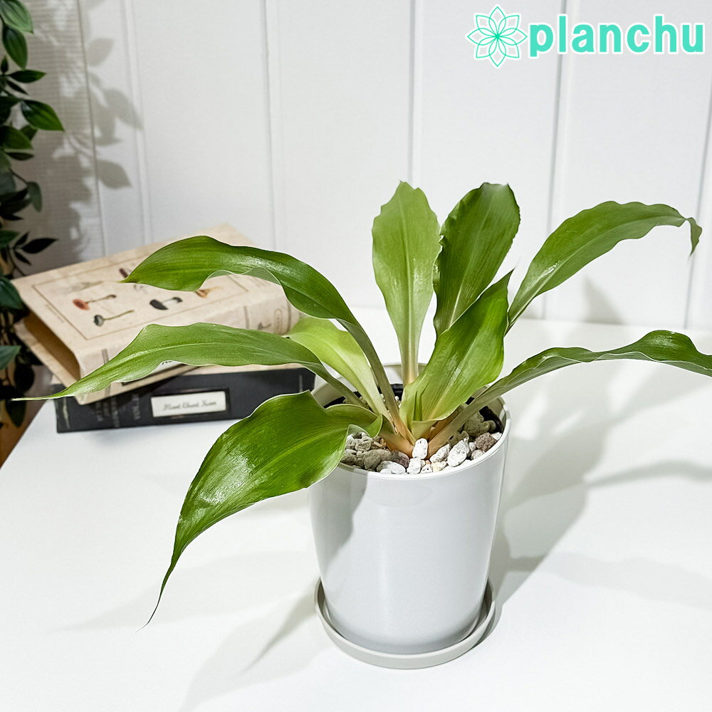 【商品サイズ（約）】 鉢サイズ：直径12cmプラスチック鉢 【科・属名】 キジカクシ科クロロフィツム属 【学名】 Chlorophytum amaniense 【どんな植物？】 クロロフィツム属は、北米とヨーロッパを除く世界に200種以上が...