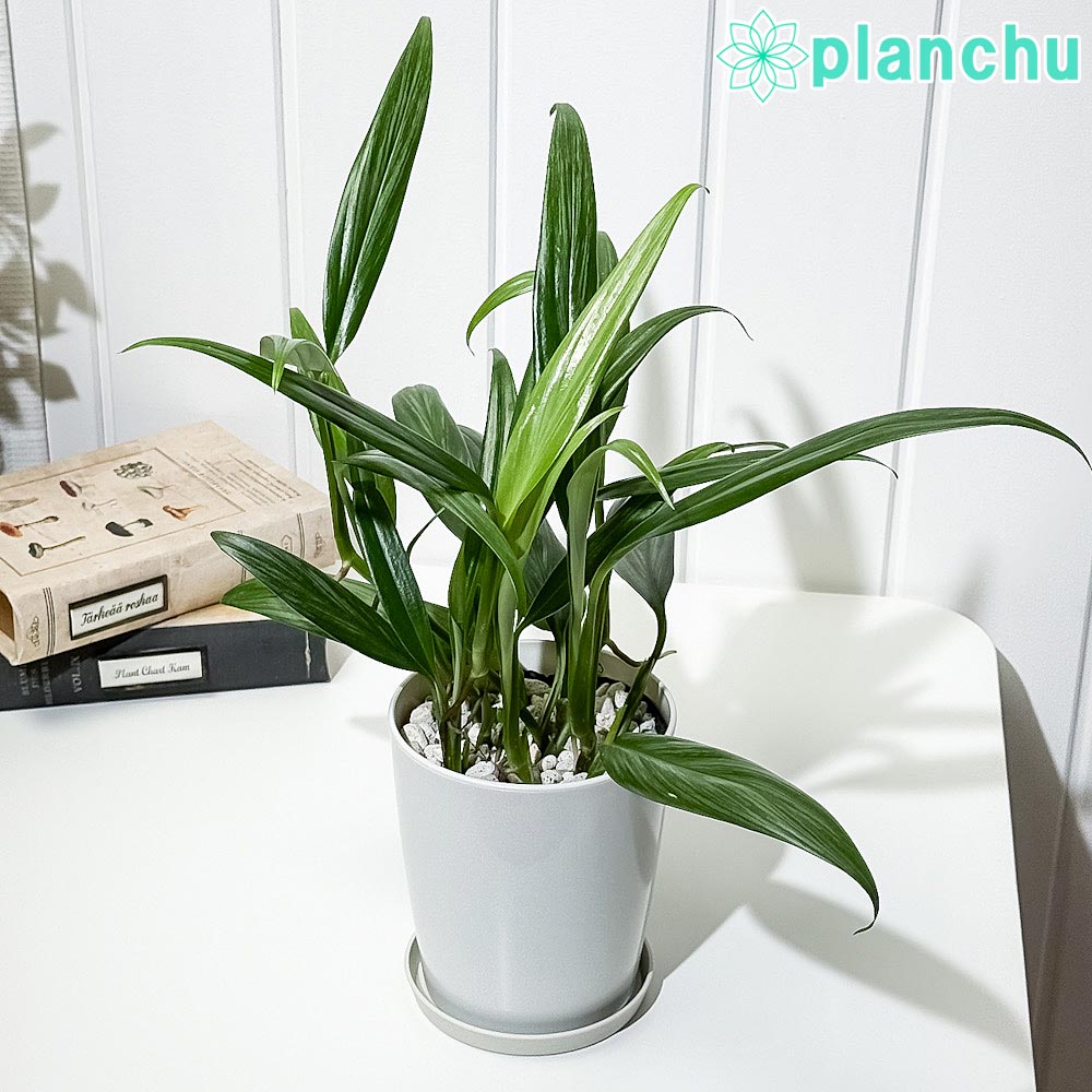 【商品サイズ（約）】 鉢サイズ：直径12cmプラスチック鉢 【科・属名】 サトイモ科エピプレムナム（ハブカズラ）属 【学名】 Epipremnum amplissimum 【どんな植物？】 エピプレムナム属は、東南アジアから西太平洋の島々お...