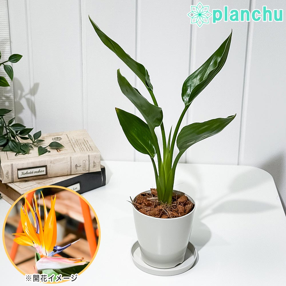 【商品サイズ（約）】 鉢サイズ：直径9.3×高さ8.8cmプラスチック鉢 【科・属名】 ゴクラクチョウカ科ストレリチア属 【学名】 Strelitzia reginae 【どんな植物？】 ストレリチア属は亜熱帯アフリカに4種が分布するゴクラ...