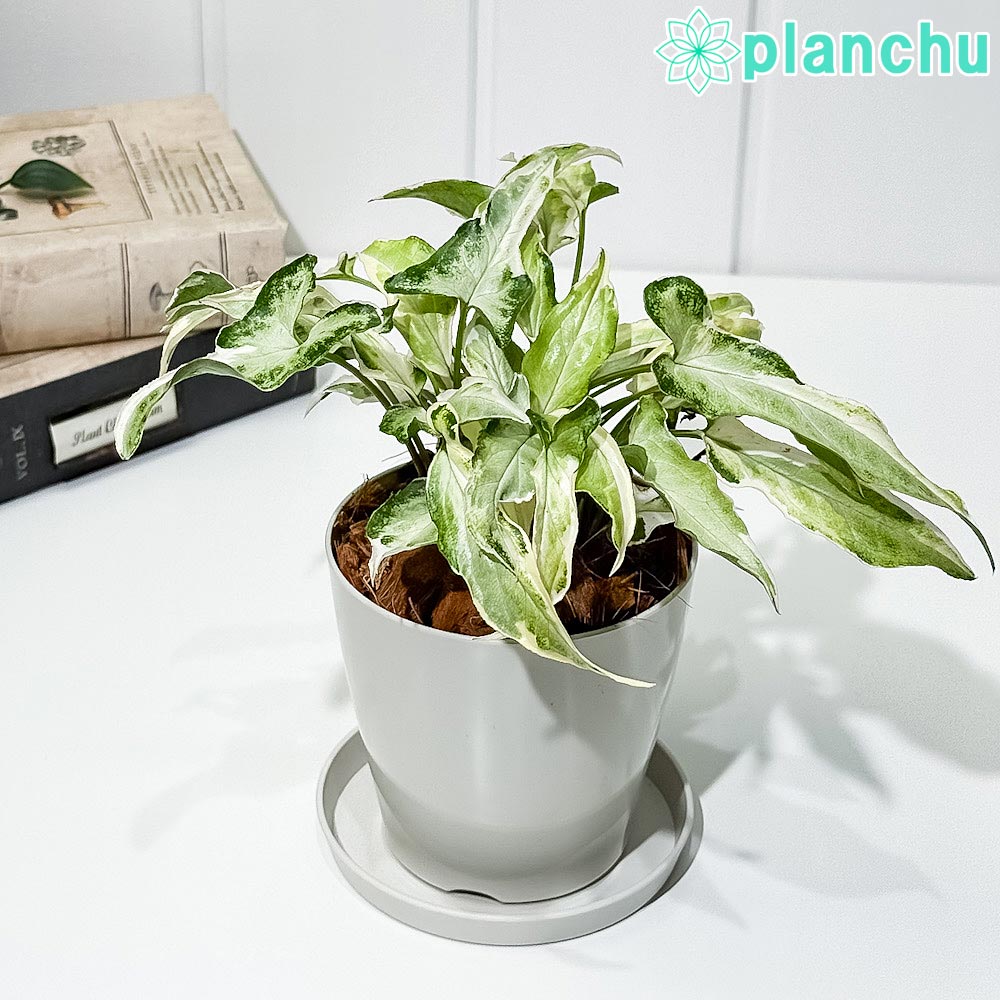 【商品サイズ（約）】 鉢サイズ：直径9.3×高さ8.8cmプラスチック鉢 【科・属名】 サトイモ科シンゴニウム属 【学名】 Syngonium podophyllum ‘Starlite’ 【どんな植物？】 中央〜南アメリカに約20種が分布...