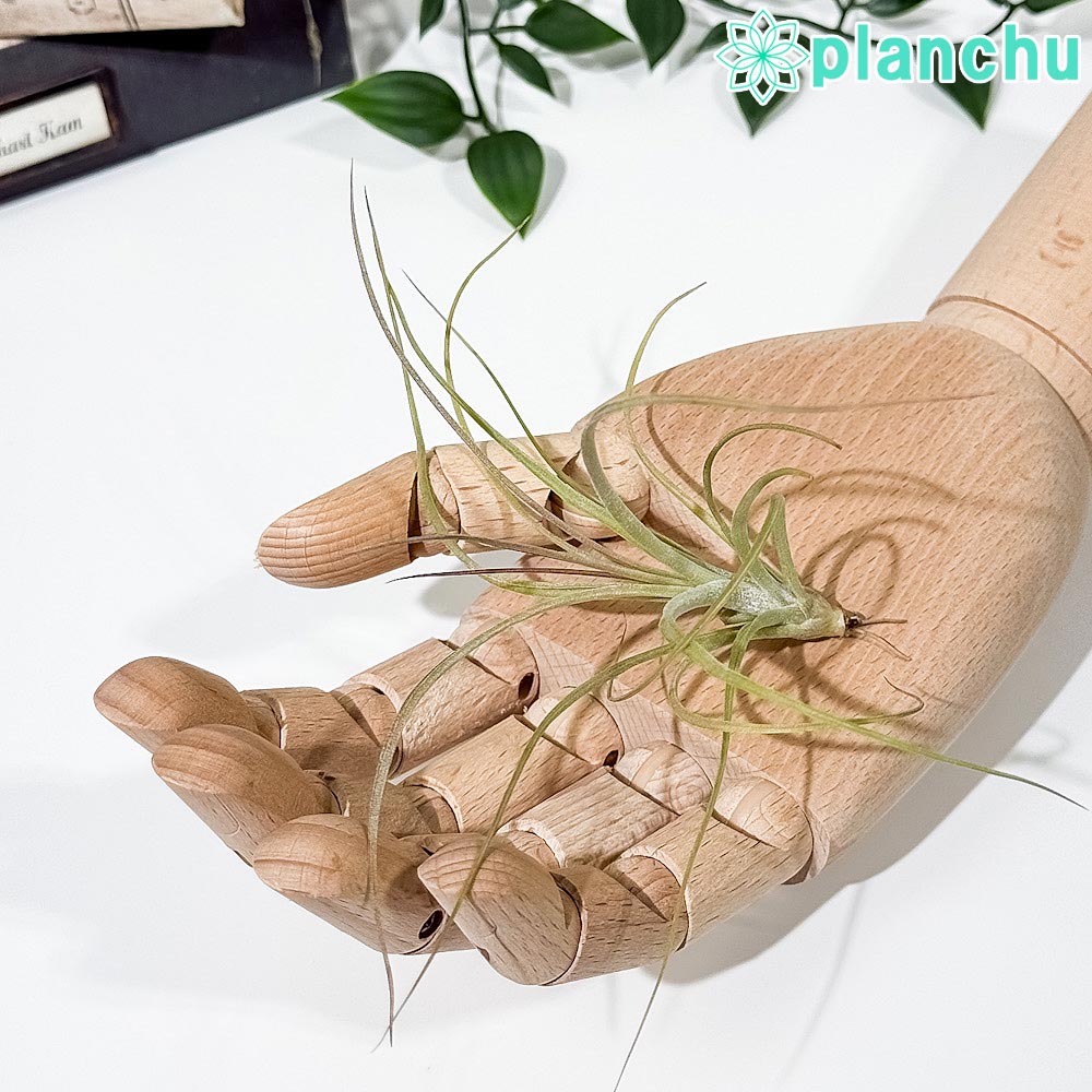 【商品サイズ（約）】 株サイズ：幅10×高さ10cm前後 【科・属名】 パイナップル科ティランジア属 【学名】 Tillandsia ionantha × schiedeana 【どんな植物？】 アメリカ大陸に600種以上の原種が存在するブ...