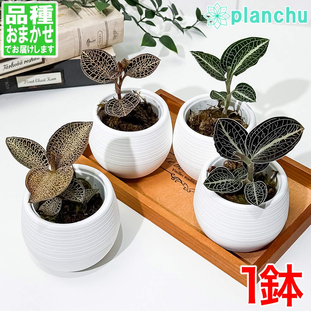 【商品サイズ（約）】 鉢サイズ：直径8.0×高さ6.6cmプラスチック鉢 【科・属名】 ラン科 - 属 【学名】 - 【どんな植物？】 東南アジアの熱帯雨林の林床に生える小型の蘭で、その美しさから「ジュエルオーキッド」とも呼ばれています。ビ...