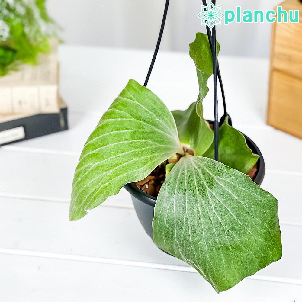 【商品サイズ（約）】 鉢サイズ：直径15.4×高さ10.0cmプラスチック吊り鉢 【学名】 Platycerium angolense 【どんな植物？】 ビカクシダは世界中の熱帯地域に原種18種が分布する着生シダ植物です。コウモリが羽を広げ...
