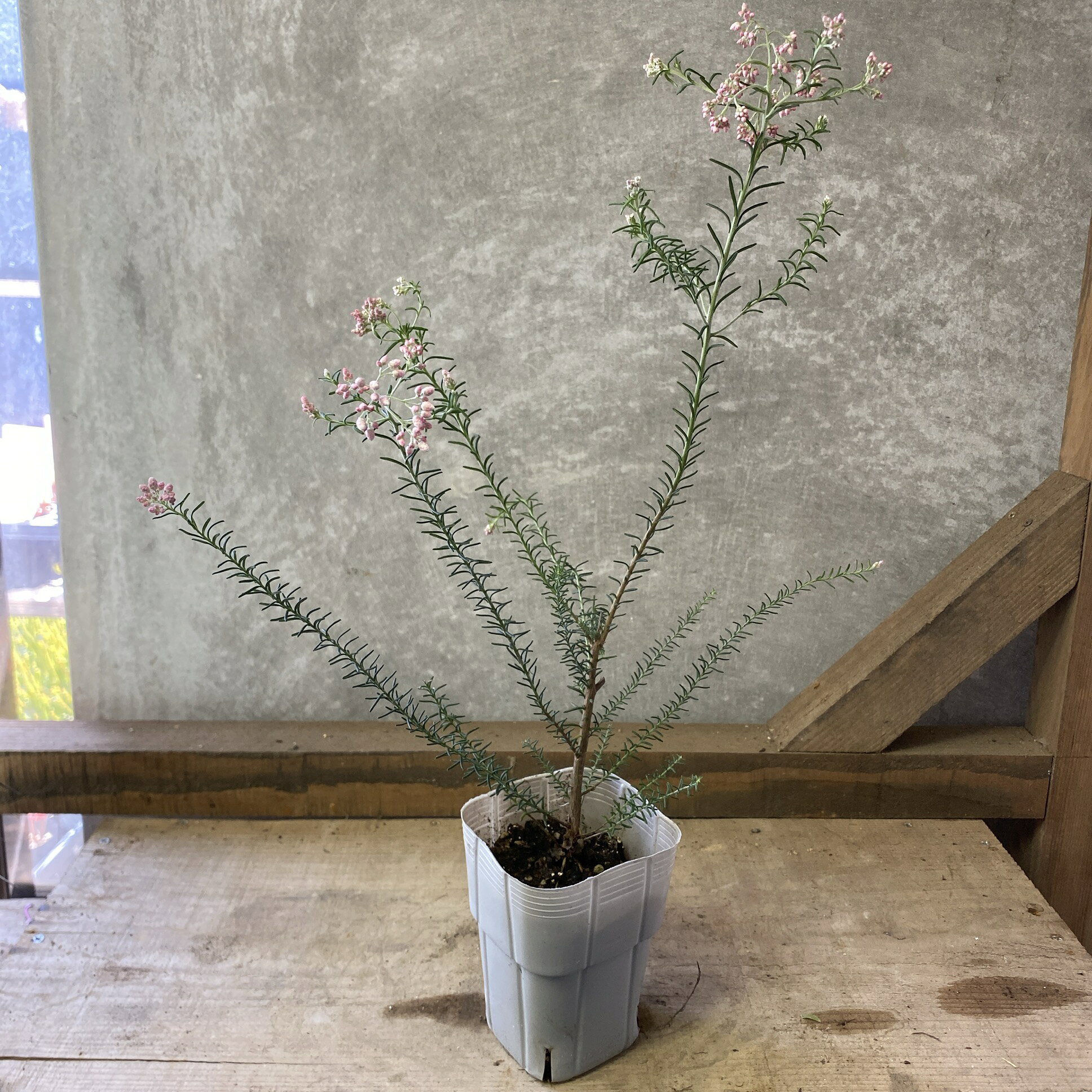 ライスフラワーは、小さい花蕾が米粒のように見えることから、その名で呼ばれています。 花が咲き進むとピンクから白へと変化します。 蕾から開花までの観賞期間が長く、また花もちもよいことから、切り花やドライフラワーとしても多く利用されています。 ...