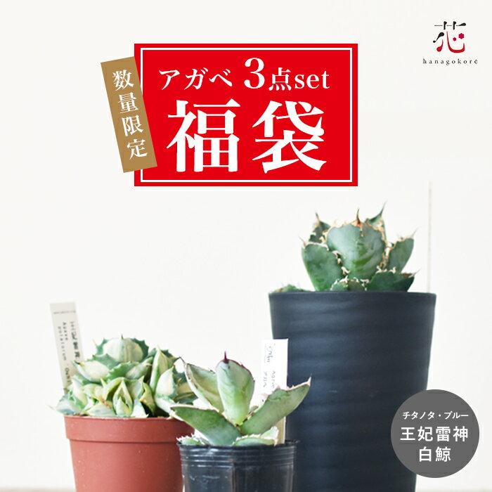 楽天市場】アガベ セットの通販 楽天市場】アガベ セットの通販