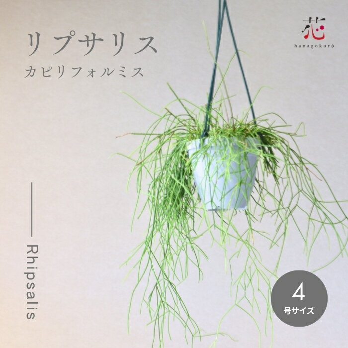 楽天市場】サボテン リプサリス(種類(植物)サボテン・高さ 楽天市場】サボテン リプサリス(種類(植物)サボテン・高さ
