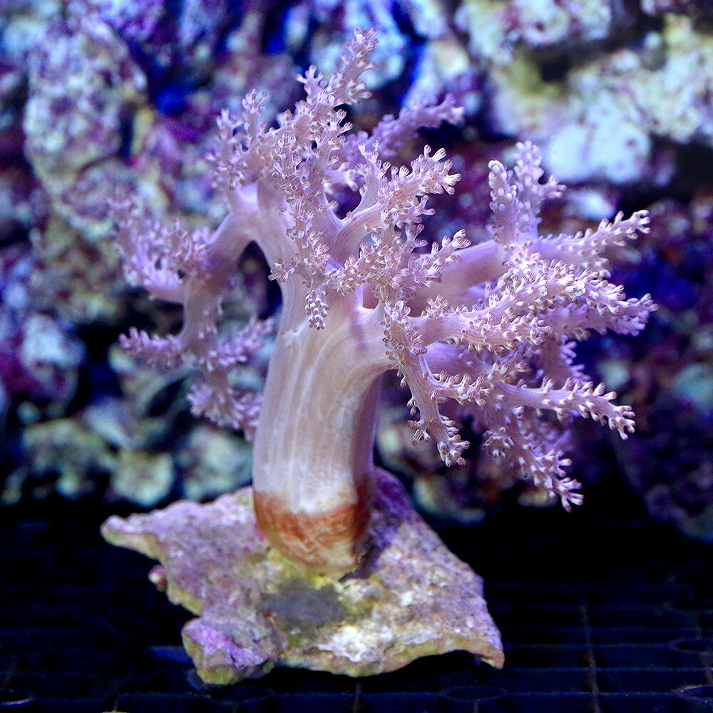 やわらかなフサフサ感をお楽しみください！ 販売名 カワラフサトサカ 学名（※） Capnella　sp． （※）…改良品種や学名が不明の種は流通名での記載の場合があります。 別名 — 分布 太平洋・インド洋 飼育要件 温度　　　　　→　20...