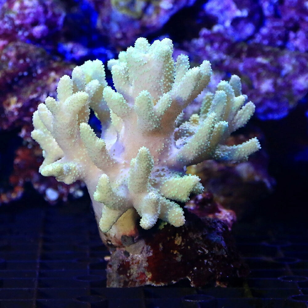 お送りする個体は、約6〜9cm程度となります。個体サイズや枝ぶり、模様、色合い、雌雄、土台のご指定についてはお受け致しかねますのでご了承ください。土台となるライブロックが小さいものも含まれます。伸縮をしますので、サイズは環境によって異なりま...