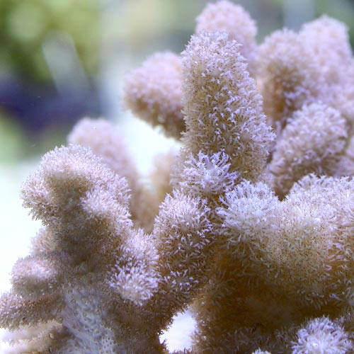 綺麗なポリプが特徴的！ 販売名 コルトコーラル 学名（※） Litophyon　sp． （※）…改良品種や学名が不明の種は流通名での記載の場合があります。 別名 — 分布 太平洋・インド洋 飼育要件 温度　　　　　　→　20〜25度 照明　...