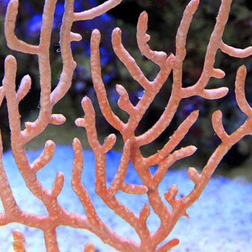 ※お送りする個体のサイズはが8〜15cm程度となります。 ※形状、模様、色、サイズ等の指定についてはお受け致しかねます。予めご了承下さい。 可愛らしいピンクのヤギ！ 販売名 ホソヤギsp．ピンクホワイト　扇形 学名（※） Plexaurid...