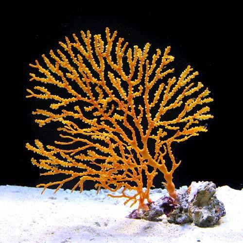 形状・枝ぶりは完全おまかせとなりますので、指定などはお受け致しかねます。予めご了承下さい。 お送りする個体は約7〜12cm程度です。 こちらの個体は土台がないものの発送となりますので、予めご了承ください。 水槽を竜宮城のような景観に！ 販売...