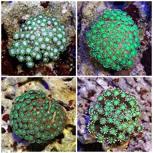 お送りする個体は骨格幅（土台含まず）幅約2〜5cm程度となります。 個体サイズや模様、雌雄の指定についてはお受け致しかねますのでご了承下さい。 花のようなポリプが特徴的！ 販売名 アワサンゴ 学名（※） Alveopora　verrilli...