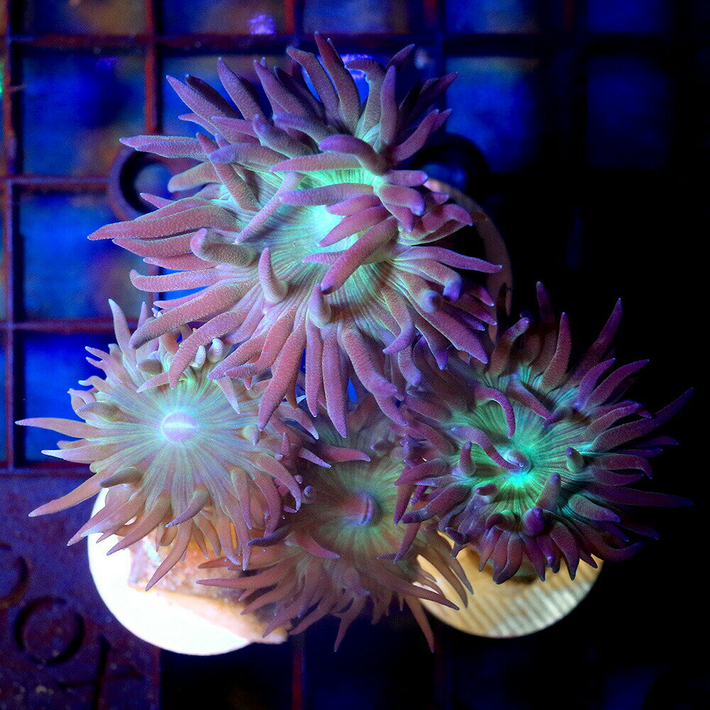 こちらは人工的に切断、接着した物となります。予めご了承下さい。 お送りする個体は約2〜3cm程度のプラグに1〜2房程度の個体を接着したものとなります。 こちらは人工的に土台へ接着した物となります。 輸送の際に外れることがありますので予めご了...