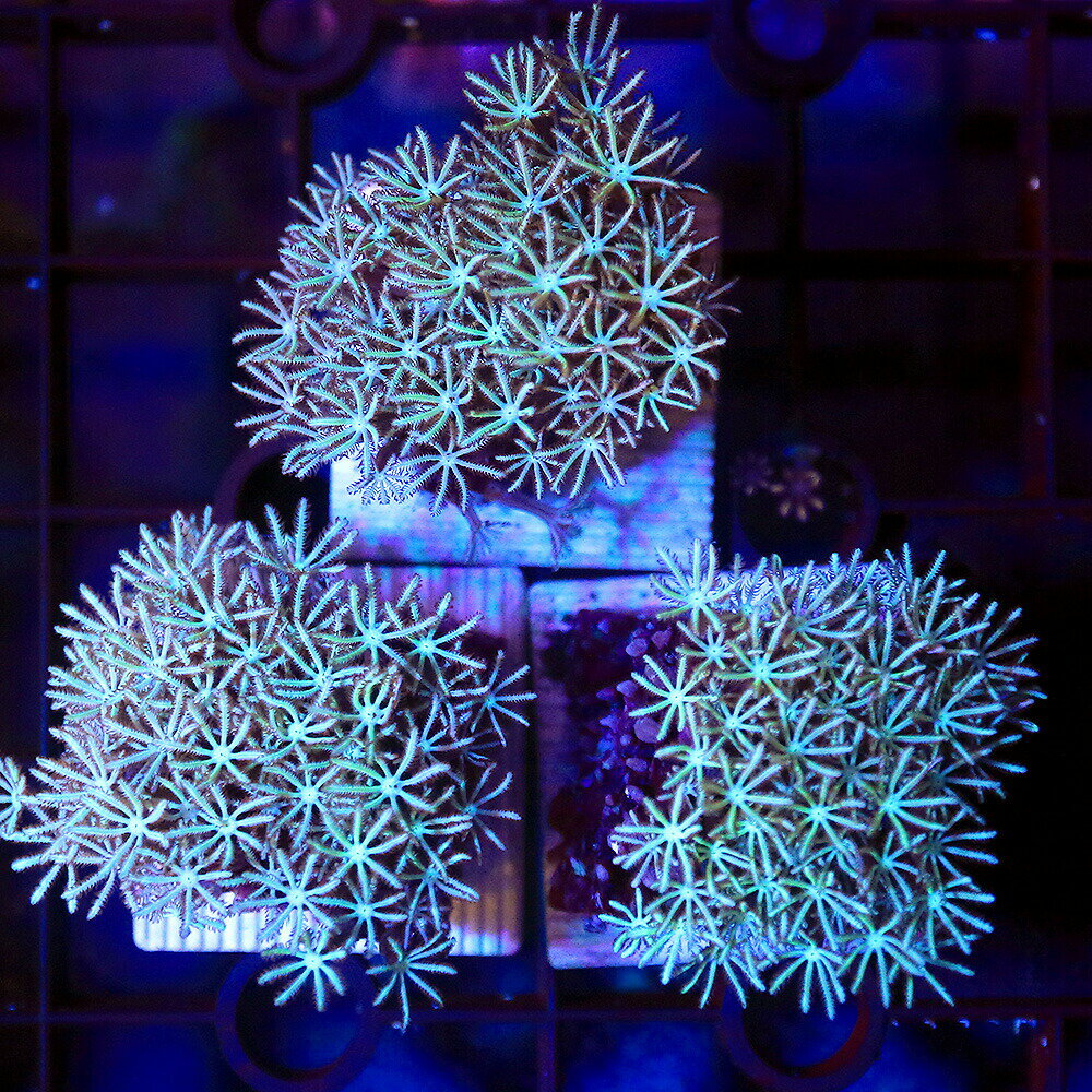 パイプオルガンのような骨格から咲く美しいポリプ！ クダサンゴ　ホワイトグリーン　プラグ付き 販売名 クダサンゴ 学名（※） Tubipora　musica（※）…改良品種や学名が不明の種は流通名での記載の場合があります。 別名 オルガンパイ...