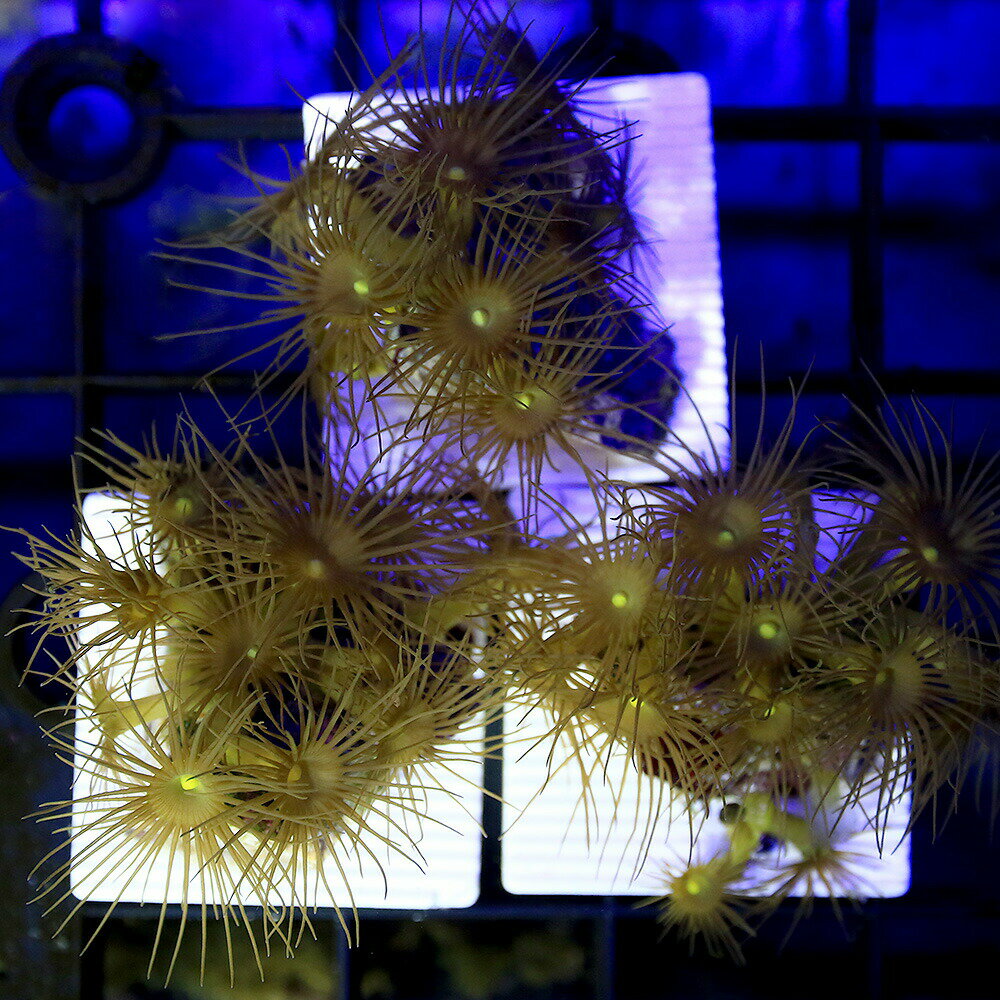 こちらは人工的に切断、接着した物となります、予めご了承下さい。お送りする個体は約2〜3cm程度の土台に接着した物となります。こちらは人工的に土台へ接着した物となります。輸送の際に外れることがありますので予めご了承ください。形状、模様、色、サ...