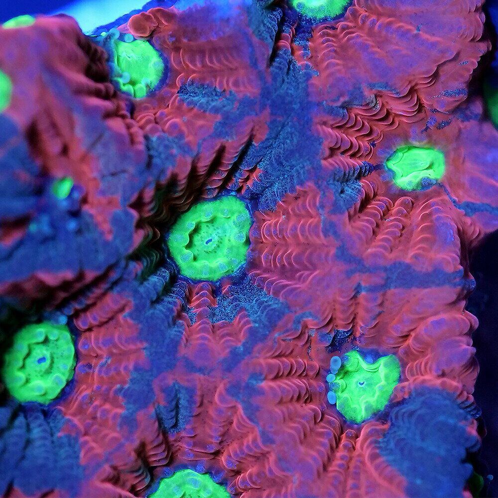 ※お送りする個体は幅約2cm程度のポリカプラグに接着した物になります。※こちらは人工的に切断、接着した物となります、予めご了承下さい。※輸送の際に外れることがありますので予めご了承ください。※形状、模様、色、サイズ等の指定についてはお受け致...