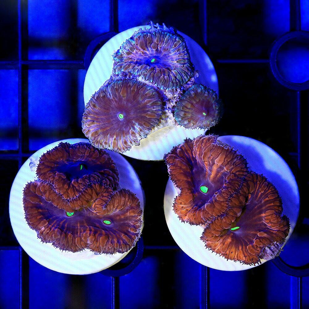 ※お送りする個体は幅約2cm程度のポリカプラグに接着した物になります。※こちらは人工的に切断、接着した物となります、予めご了承下さい。※輸送の際に外れることがありますので予めご了承ください。※形状、模様、色、サイズ等の指定についてはお受け致...