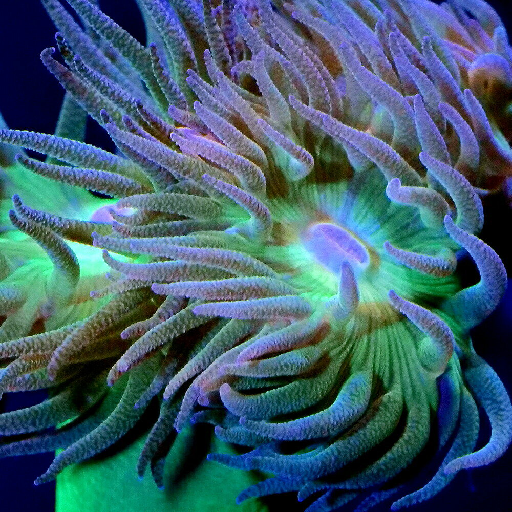 ※お送りする個体は幅約2cm程度のポリカプラグに接着した物になります。※こちらは人工的に切断、接着した物となります、予めご了承下さい。※輸送の際に外れることがありますので予めご了承ください。※形状、模様、色、サイズ等の指定についてはお受け致...