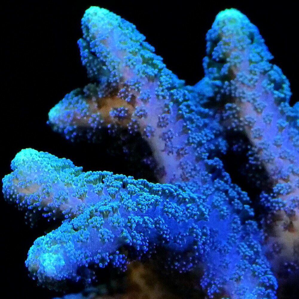 ※お送りする個体は幅約2cm程度のポリカプラグに接着した物になります。※こちらは人工的に切断、接着した物となります、予めご了承下さい。※輸送の際に外れることがありますので予めご了承ください。※形状、模様、色、サイズ等の指定についてはお受け致...