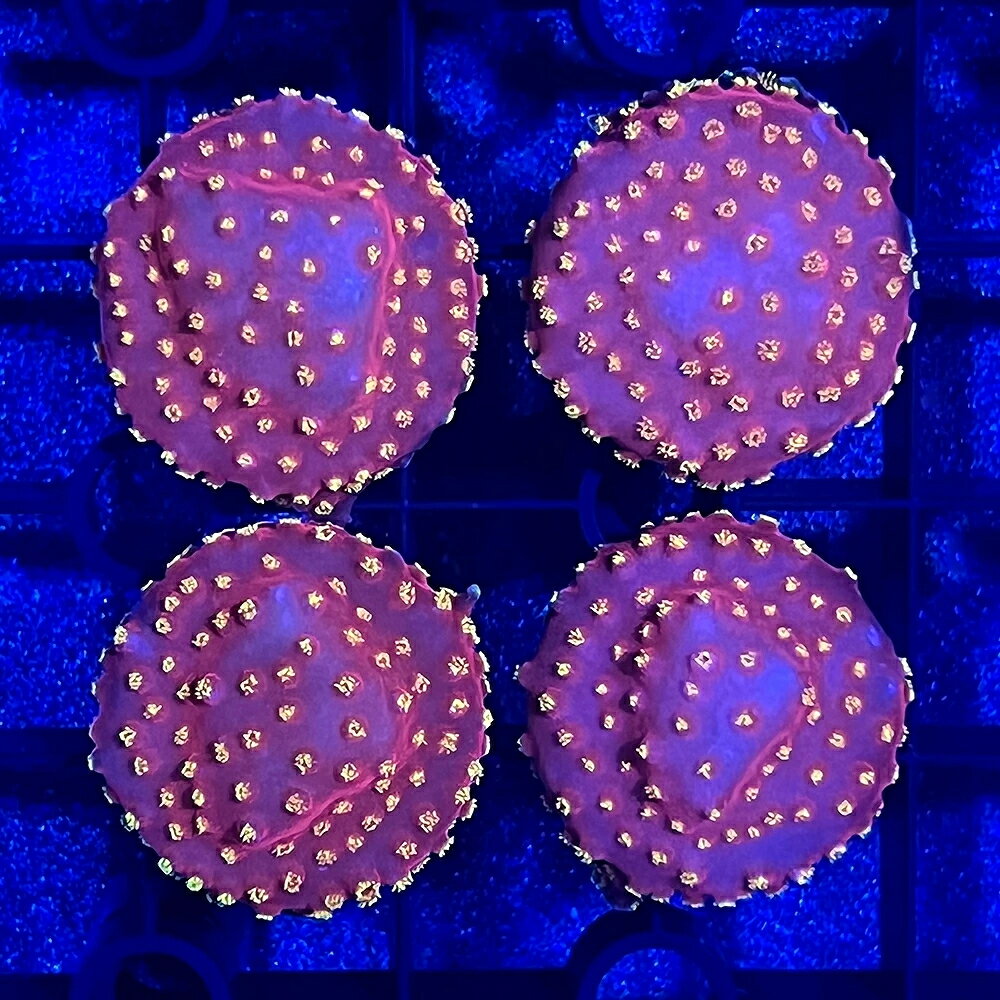 お届けする生体と画像に多少の変化が見られる場合がございますので、予めご了承ください。 お送りする個体は約3cm程度のプラグに接着した物となります。 こちらは人工的に土台へ接着した物となります。 フカトゲキクメイシ 販売名 フカトゲキクメイシ...