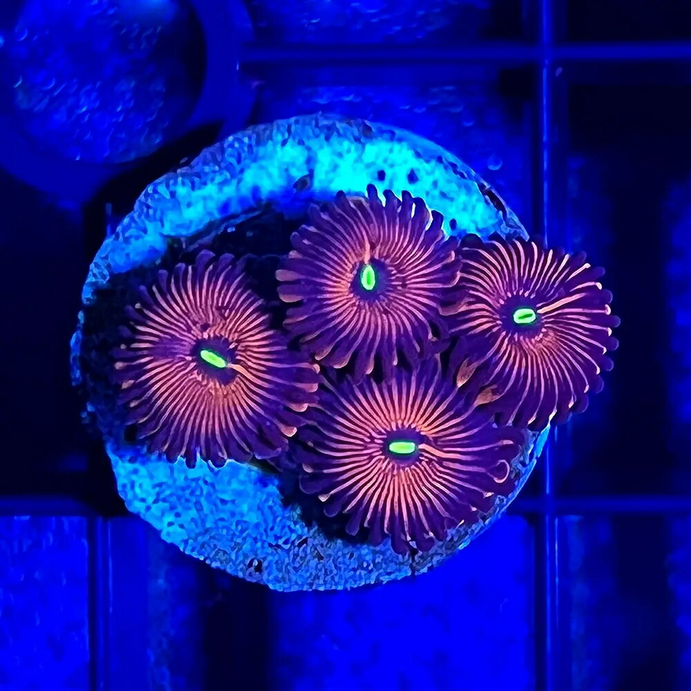 こちらの販売名称は入荷時の物となります。お送りする個体は約2cm程度のプラグに接着した物となります。こちらは人工的に土台へ接着した物となります。輸送の際に外れることがありますので予めご了承ください。形状、模様、色、サイズ等の指定についてはお...