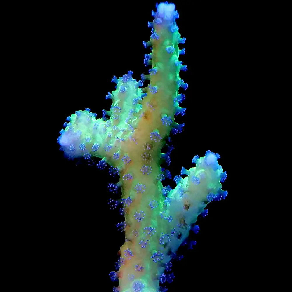 蛍光グリーンが美しい！ 深場系トゲサンゴ　ポリカプラグ付き 販売名 トゲサンゴ 学名（※） Seritopora sp．（※）…改良品種や学名が不明の種は流通名での記載の場合があります。 分布 西部太平洋～インド洋 飼育要件 温度　　　　　...