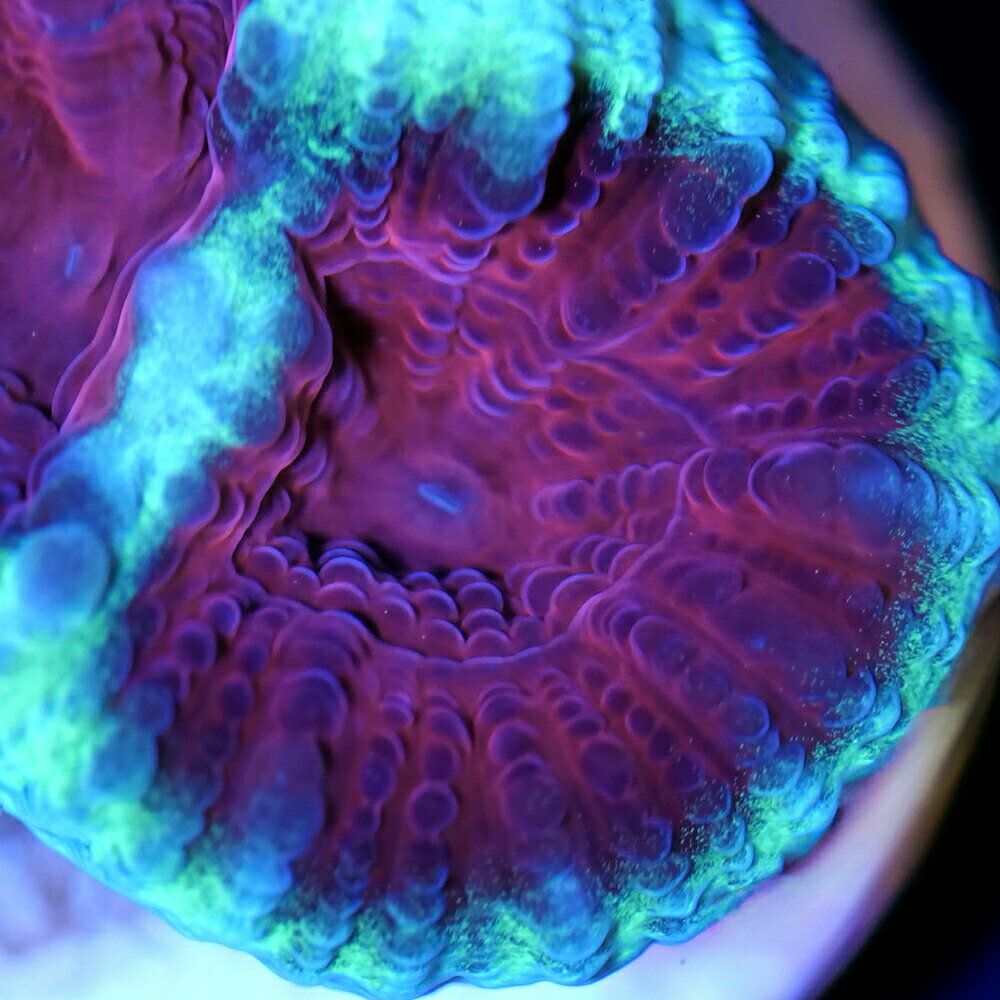 マニアックなキクメイシ！オーストラリア産　スボミキクメイシ　ポリカプラグ付き販売名スボミキクメイシ学名（※）Favia　favus（※）…改良品種や学名が不明の種は流通名での記載の場合があります。分布西部太平洋、インド洋飼育要件温度　　　　...