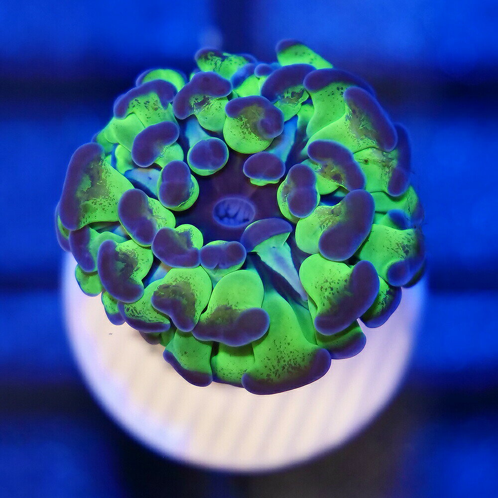 人気のユフィリア属サンゴ！ナガレハナサンゴ販売名ナガレハナサンゴ学名（※）Euphyllia　paraancora（※）…改良品種や学名が不明の種は流通名での記載の場合があります。別名—飼育要件温度　　　　　→　24〜25度照明　　　　　→...