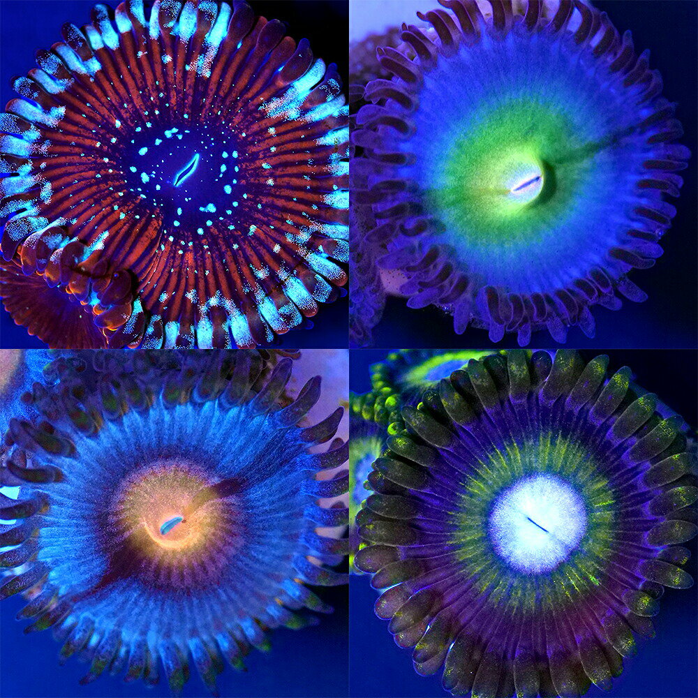 コレクション性の高いサンゴ！おまかせマメスナギンチャク　ポリカプラグ付き　販売名マメスナギンチャク学名（※）Zoanthus sp．（※）…改良品種や学名が不明の種は流通名での記載の場合があります。品種内容（例）クロシオマメスナギンチャク、...