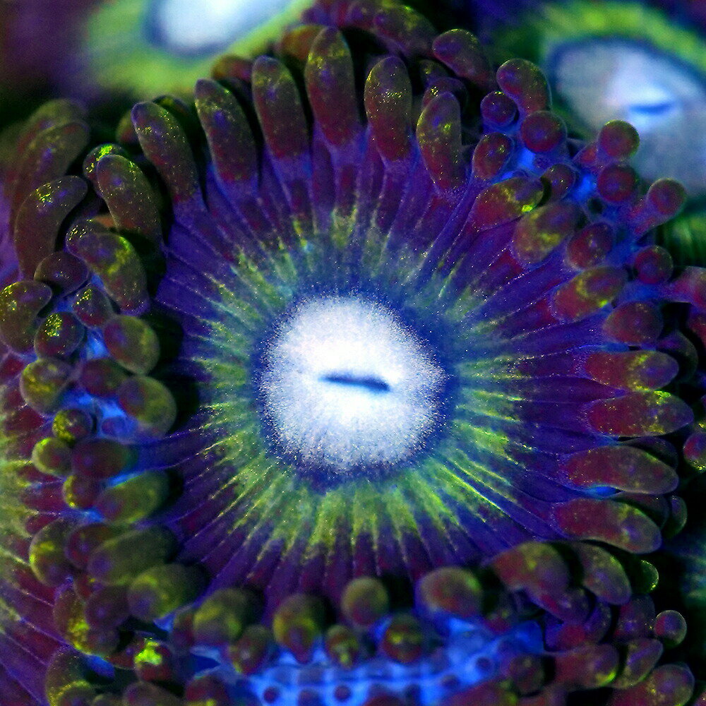 コレクション性の高いサンゴ！キクメマメスナギンチャク アケビ イエローグリ—ンSP　ポリカプラグ付き（1個）販売名キクメマメスナギンチャク アケビ イエローグリ—ンSP（1個）学名（※）Zoanthus sansibaricus（※）…改良...