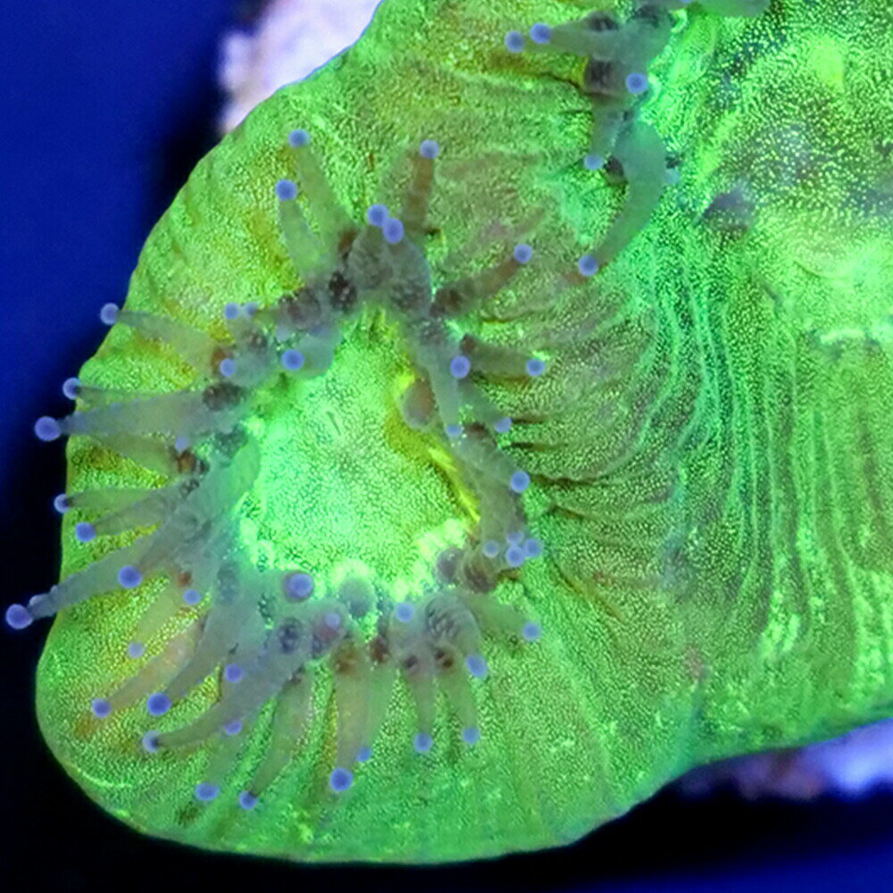 キクメイシならではの蛍光色！オーストラリア産　キクメイシsp．　蛍光フルグリーン　ポリカプラグ付き販売名キクメイシsp．学名（※）Favia　sp．（※）…改良品種や学名が不明の種は流通名での記載の場合があります。分布西部太平洋、インド洋飼...