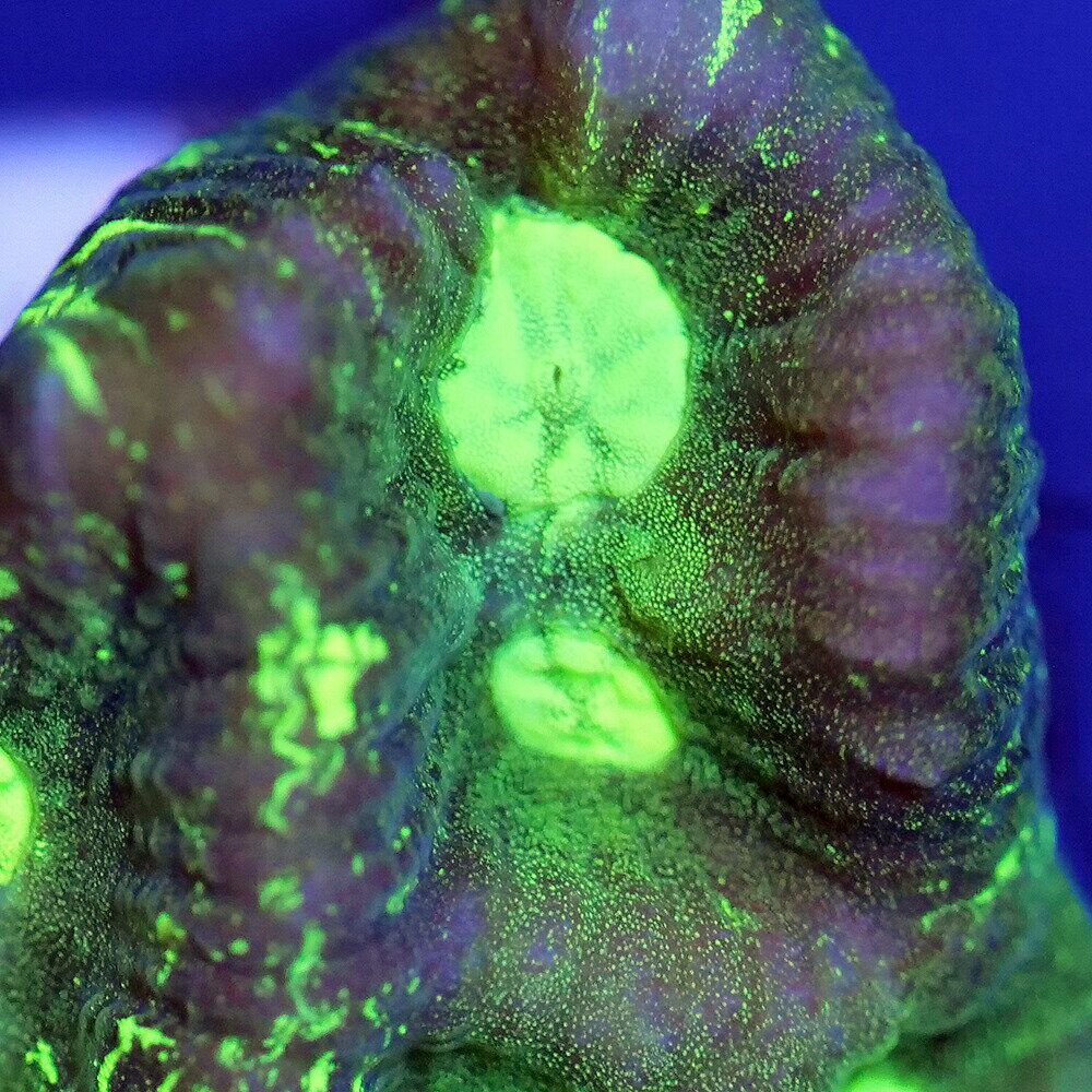 キクメイシならではの蛍光色！オーストラリア産　キクメイシsp．　マーブルグリーン　ポリカプラグ付き販売名キクメイシsp．学名（※）Favia　sp．（※）…改良品種や学名が不明の種は流通名での記載の場合があります。分布西部太平洋、インド洋飼...