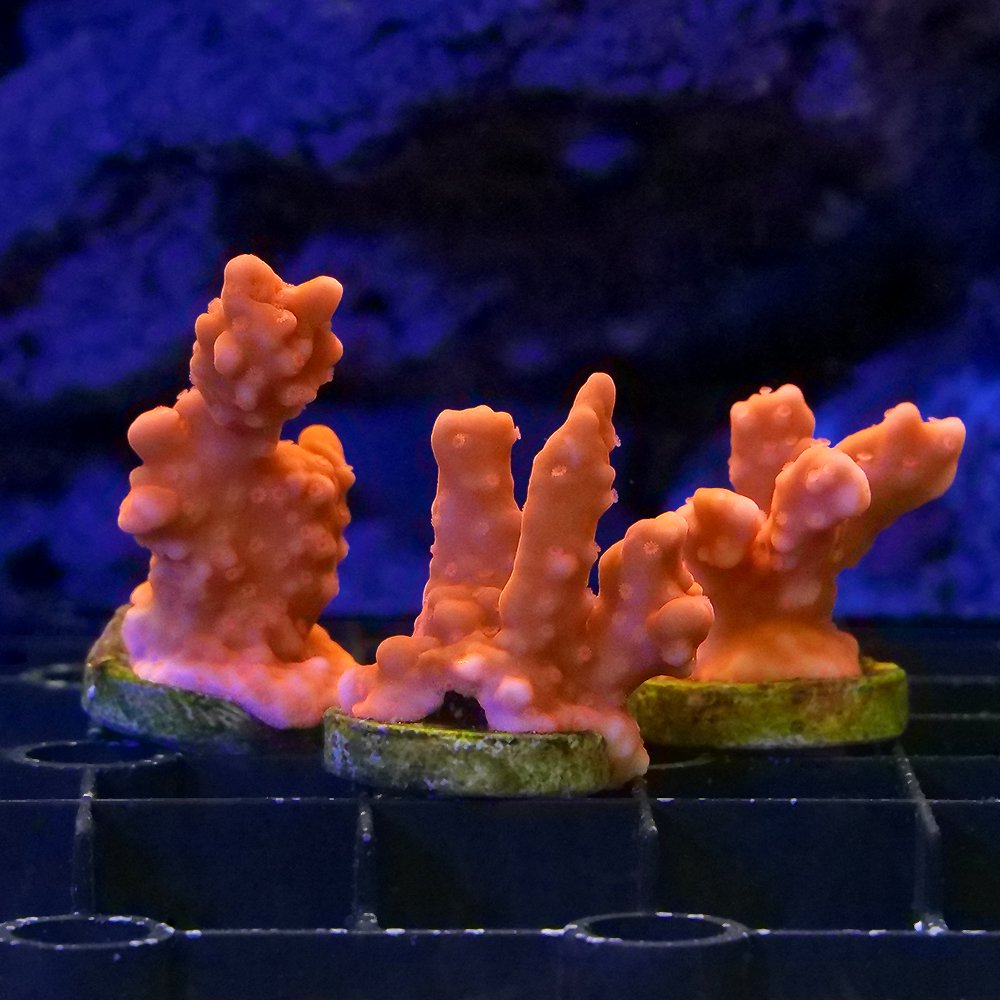 販売名コモンサンゴ　セトーサ学名（※）Montipora　sp．（※）…改良品種や学名が不明の種は流通名での記載の場合があります。飼育要件温度　　　　　→　24度前後照明　　　　　→　かなり強（60cm水槽でメタルハライドランプ150W以上...