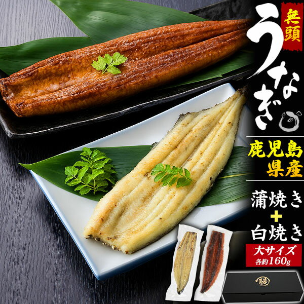 鹿児島県産 無頭うなぎ 大サイズ　約160g×2尾（蒲焼き・白焼き 各1尾） 日本一のうなぎ生産量を誇る鹿児島県産の大サイズうなぎを贅沢に2尾セットにしました。 頭を落としてお届けするため、肉厚な身を余すことなく堪能していただけます。 ■蒲...