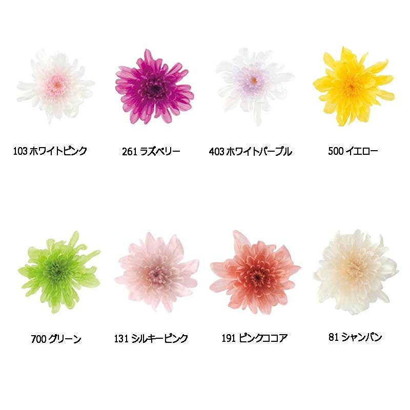 主役にも、脇役の花としても使いやすい、繊細で可憐な花姿の菊です。 6輪入り。 メーカー名：株式会社大地農園 ご希望のカラーをご選択ください。 　・ホワイトピンク　　76-4790-103　4988489224154 　・ラズベリー　　　　7...