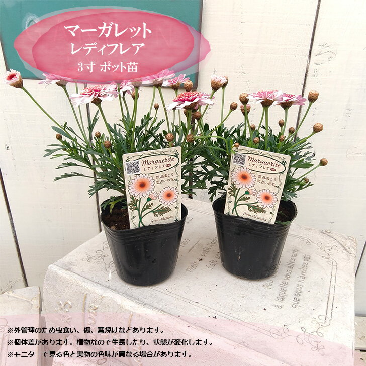 マーガレット レディフレアは、静岡県で生まれた比較的新しい品種で、アンティークピンク色の丁字咲き（アネモネ咲き）が非常に美しいマーガレットです。 外側の花びらは淡いピンク、中心部は濃い赤色をしており、咲き進むにつれて全体がアンティーク調の落...