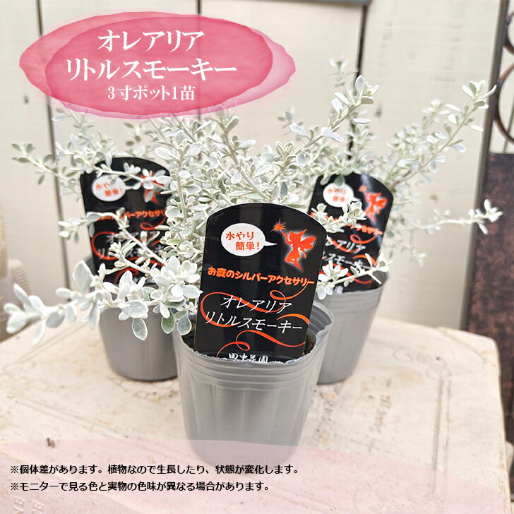 商品情報科キク科タイプ耐寒性常緑低木草丈25～40cm耐寒性10度以上