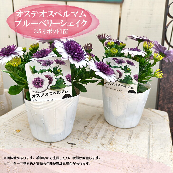 商品情報科キク科属オステオスペルマム属草丈／樹高30cm～40cmタイプ耐寒性宿根草開花期1月中旬～5月9月中旬～11月中旬注意高温多湿に弱い用途花壇、寄せ植え、ハンギング、鉢植えオステオスペルマム 3D ブルーベリーシェイクここがポイント...