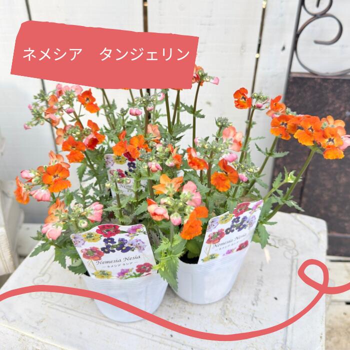 ネシア・タンジェリンは、丈夫で育てやすく、花つきが良いことが特徴。園芸初心者花さんにもおすすめです。 名前がオレンジ「タンジェリン」に由来するように、鮮やかなオレンジ色の花弁を持ちます。香りは、甘くフルーティーです。 通常のネメシアよりも大...
