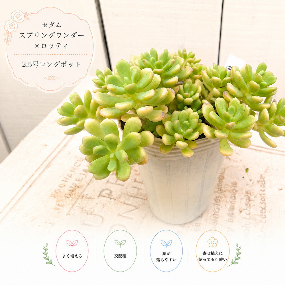 多肉植物「スプリングワンダー×ロッティ」はセダムのスプリングワンダーとロッティを交配した品種。スプリングワンダーとロッティの特徴をうまく引き継いでいる可愛い品種です。 少し厚みのある葉と色味がロッティの特徴をひいています。 ●植物をご購入い...