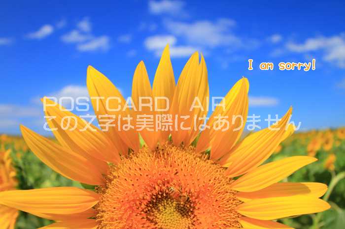 商品情報 サイズと厚み 100mm×148mm×0.33mm（官製はがきの0.23mmよりも分厚い0.33mmです）素材 マット紙用紙特徴 鉛筆・ボールペン・マーカーなどを使って書き込みができます。注意書き お使いのモニターにより、実際のポ...