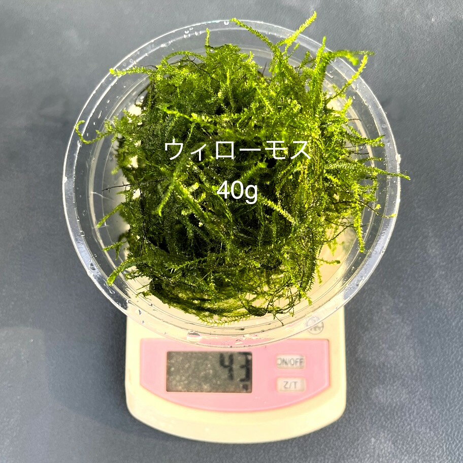 ★完全無農薬★自家製★【ウィローモス】【Net40g】・単独購入の場合は★代金引換不可★時間指定不可★ポスト投函になります。【名称】ウィローモス【容量】約40g※水切りをして測って1袋約40gになります。多少の水の重さも含まれますので余分に...