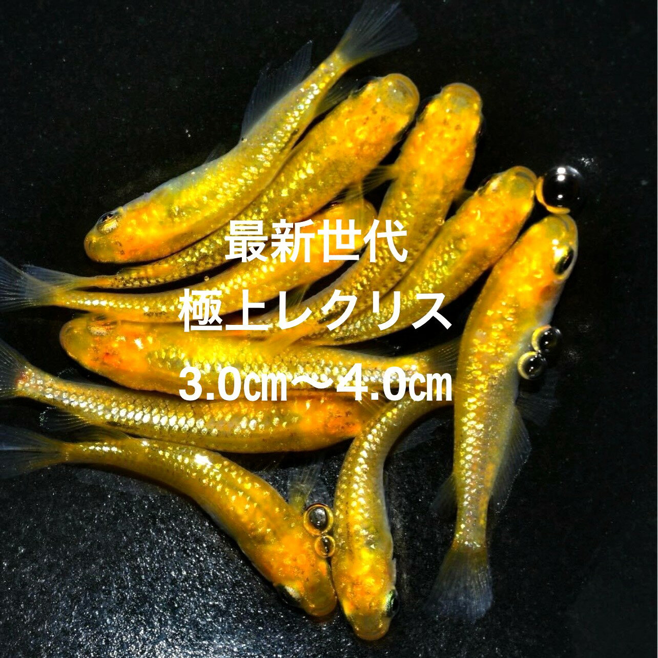 ●高級メダカ●2024年10月生まれ★最新世代★厳選選別★新系統★新品種★極上★極上ラメ★ゴールド★【レクリス】サイズ(3,0cm〜4,0cm)・5匹セット。補償分1匹・合計6匹で発送致します。在庫が無くなり次第終了致します。●※スマホでご...