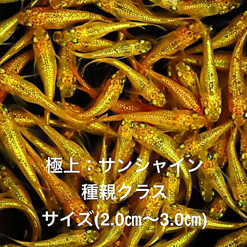 ●高級メダカ●2024年10月生まれ★最新世代★新成魚★新系統★極上★極上ラメ★ゴールドラメ★種親クラス★【極上：サンシャイン】サイズML(2,0cm～3,0cm)・5匹セット。補償分1匹・合計6匹で発送致します。在庫が無くなり次第終了致し...