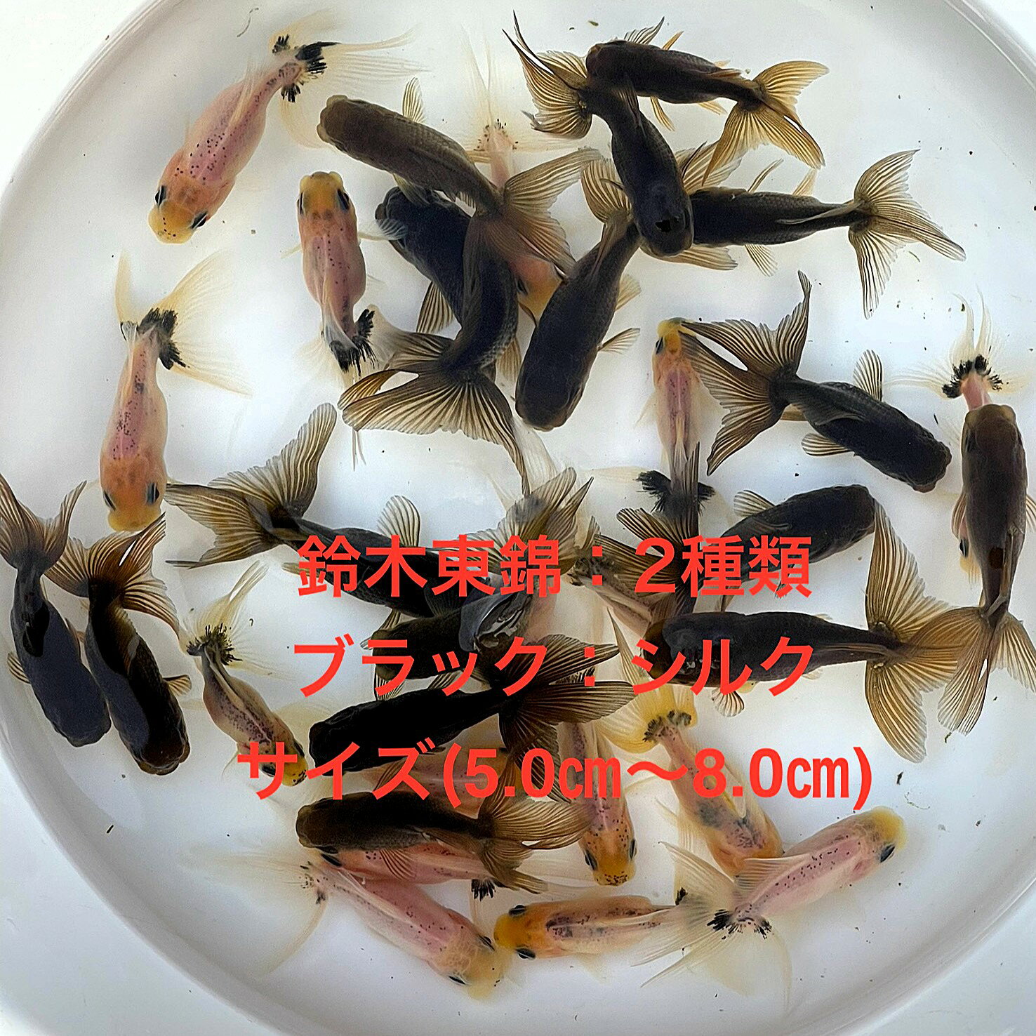 ●鈴木東錦2種類ミックス★初出荷★ブラック・シルク★当歳魚★特撰●現物出荷★四つ尾・三つ尾★雌雄無選別★【画像の中より：ブラック3匹・シルク3匹】6匹セット。・在庫がなくなり次第終了致します。四つ尾・三つ尾の個体になります。ブラックとシルク...