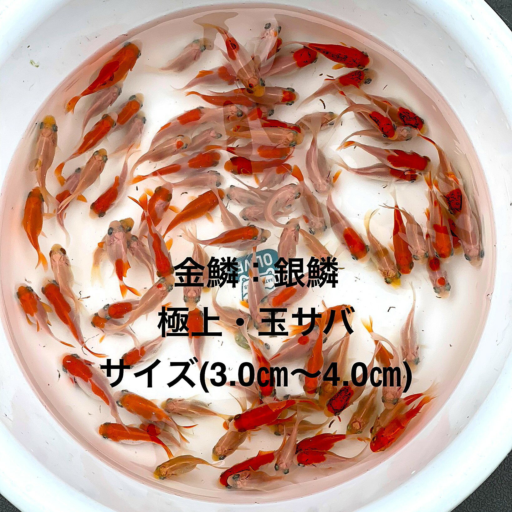 ●初出荷●金鱗：銀鱗玉サバ●25年4月生まれ●初出荷●無選別●現物出荷★優良個体★ランダム★当歳魚★【金鱗：銀鱗玉サバ】サイズ(3.0cm～4.0cm)・画像の中より10匹セット。在庫がなくなり次第終了致します。●※スマホでご覧の方は画像左...