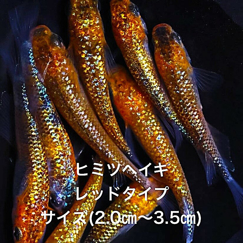 ●めだか●最新世代★新系統★極上個体★レッド系★種親クラス★【ヒミツヘイキレッド】サイズML(2,0cm〜3,5cm)・4ペアセット。・在庫がなくなり次第終了致します。●※スマホでご覧の方は画像左下の動画をタッチしてください画像の動画が見ら...