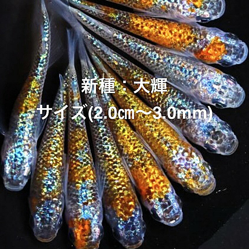 ●めだか●新品種●最新世代★新系統★極上個体★レインボー系★種親クラス★雌雄無選別★ランダム★【新品種：大輝】サイズML(2,0cm〜3,5cm)・5匹セット。・在庫がなくなり次第終了致します。●※スマホでご覧の方は画像左下の動画をタッチし...